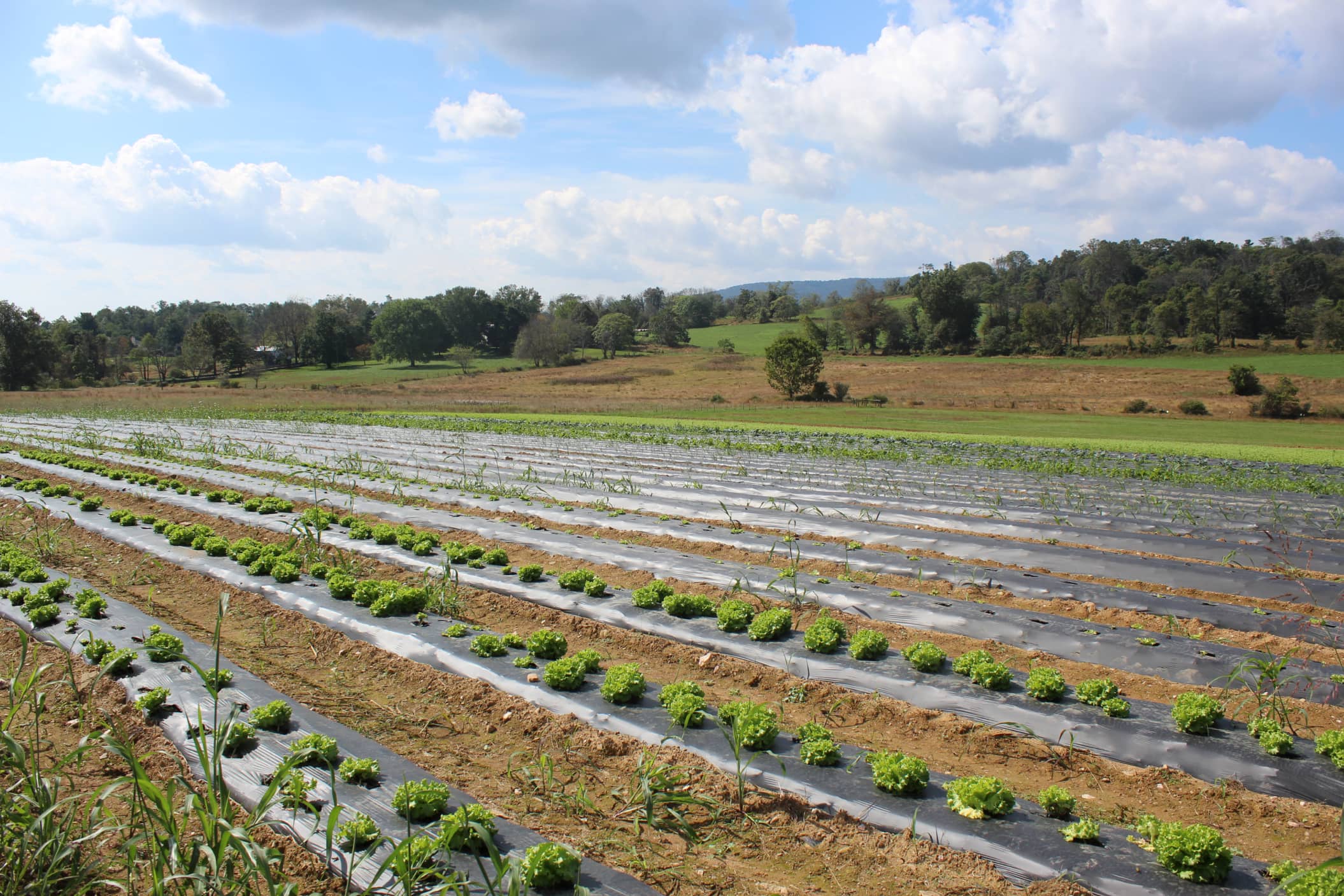 JK Community Farm launches food education field trip program - The JK ...